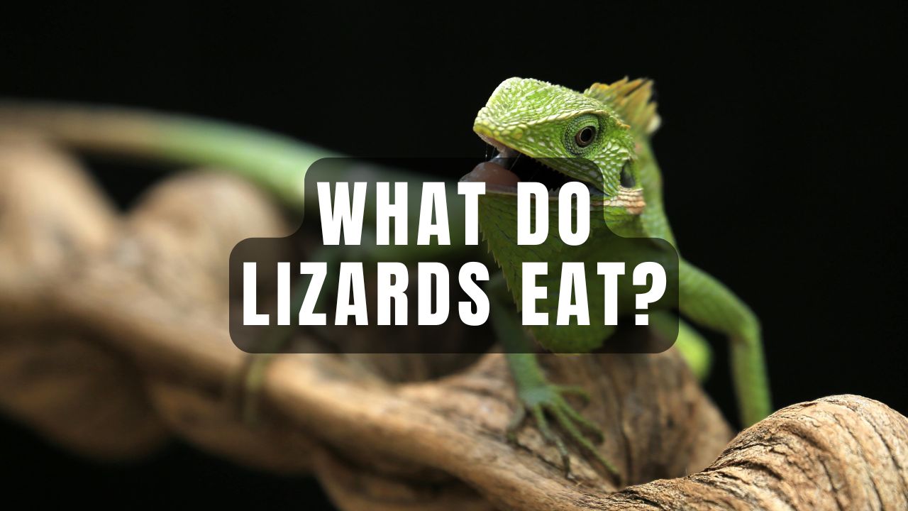 What Do Lizards Eat? A Wild Food Guide