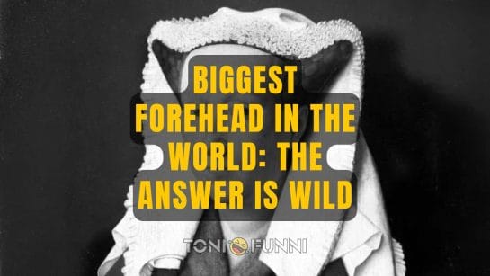 Biggest Forehead in the World: The Answer Is Wild